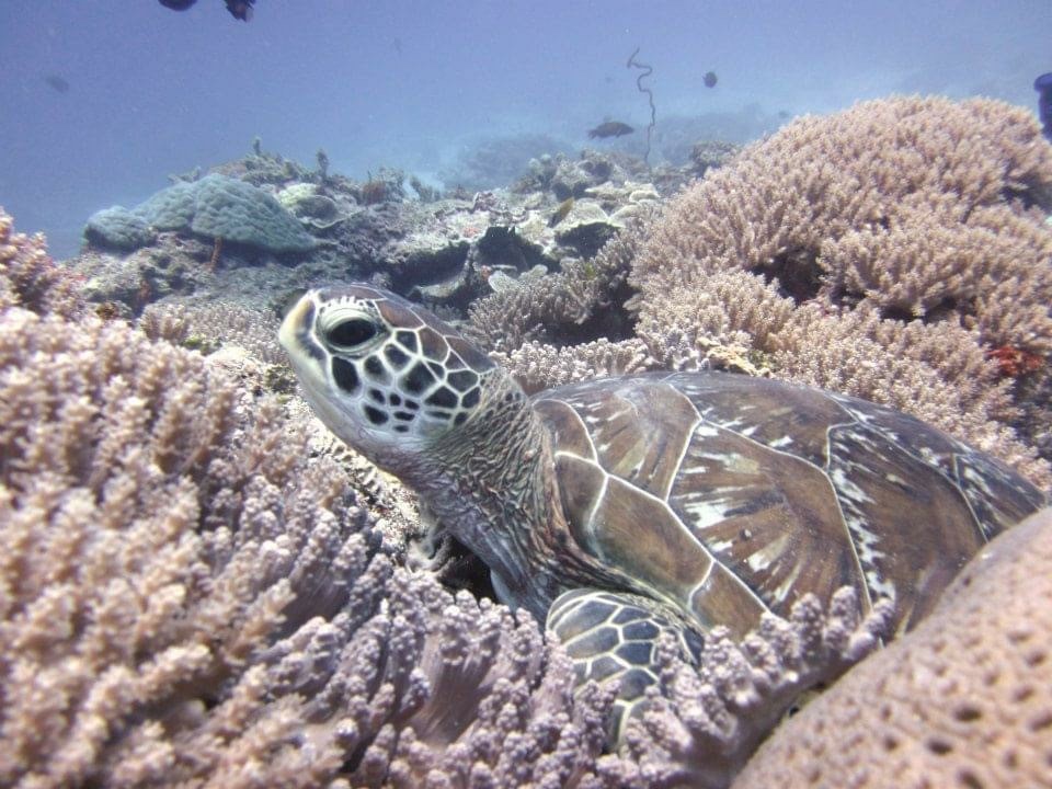 Set-up database: Turtle ID project